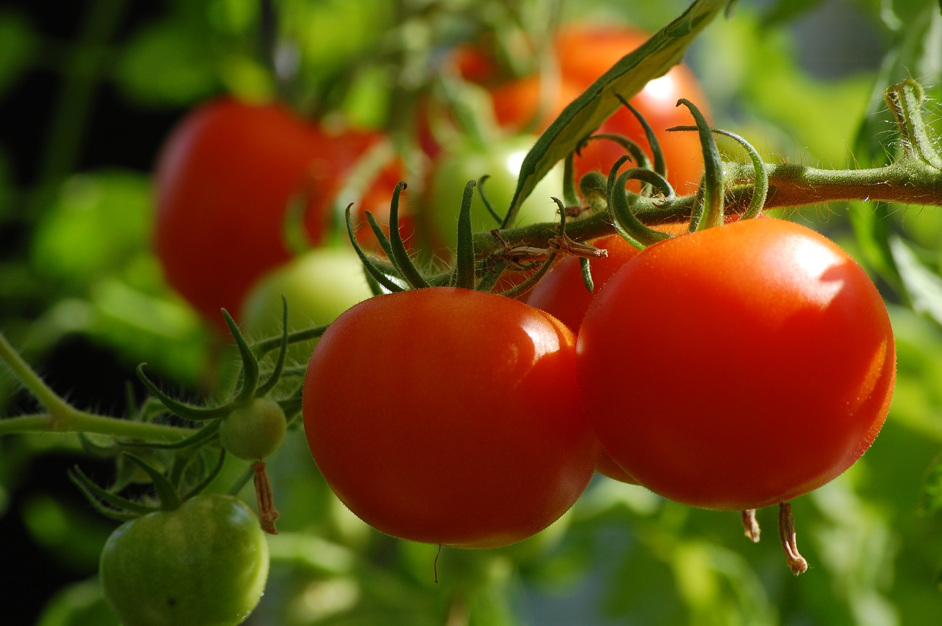Vegetable Gardening in Small Spaces with Vertical Gardening